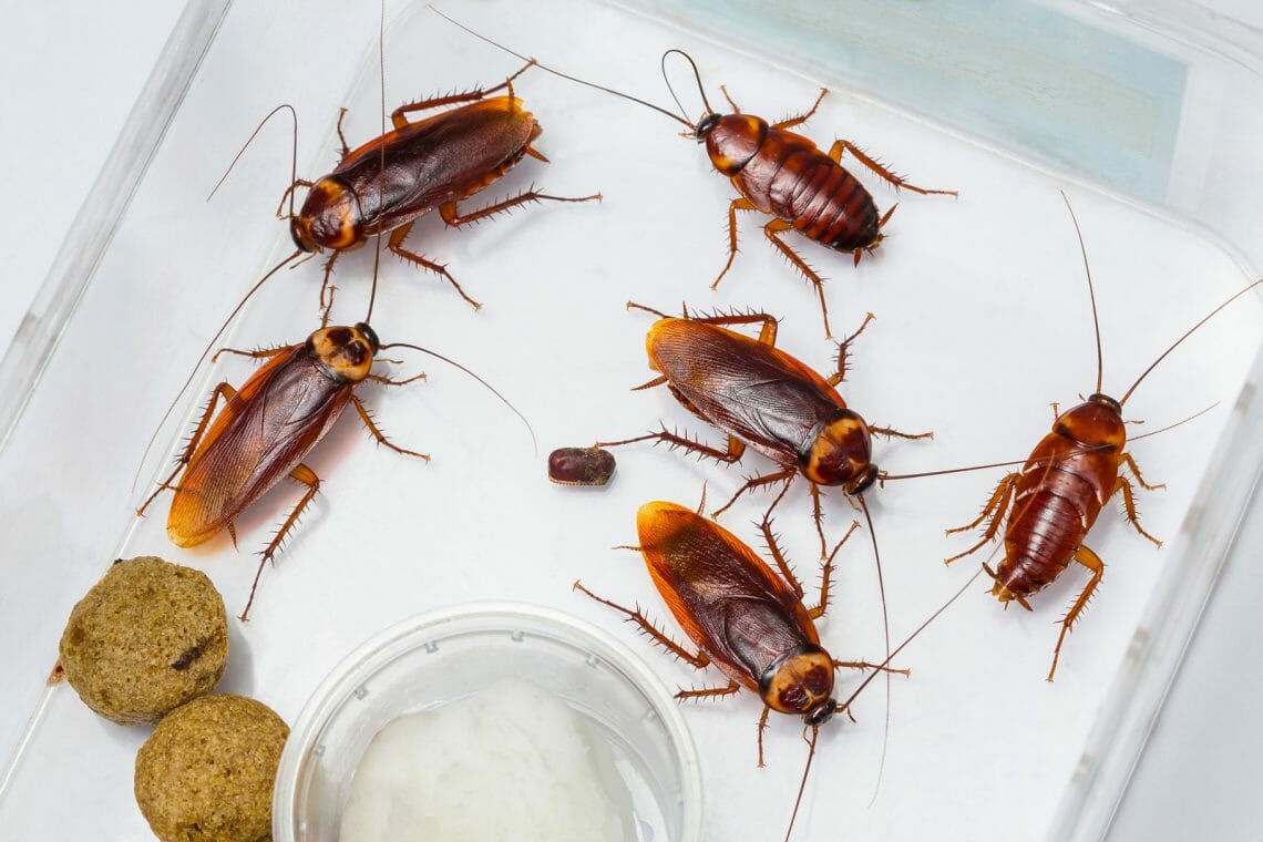 How to Get Rid Of Cockroaches In The Kitchen Cabinet - The Mode Mag