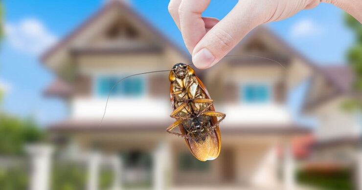 Eliminating Pests the Right Way: Essential Tips for Effective Pest ...