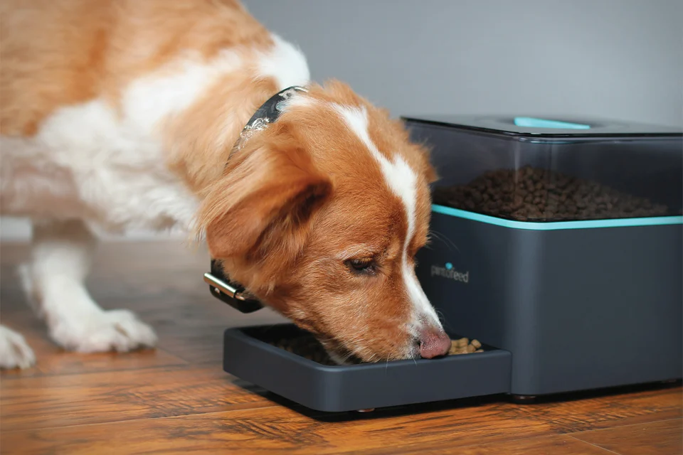 Top-Tech Devices That Your Pet Will Love! - The Mode Mag