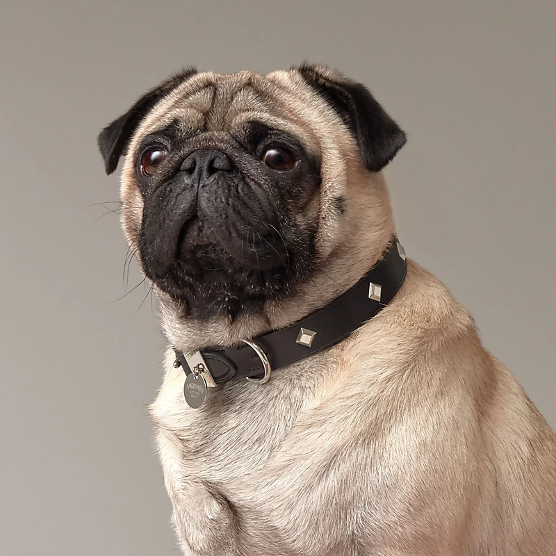 Top 10 Designer Dog Collars 2024 - Bling for Your Pup - The Mode Mag